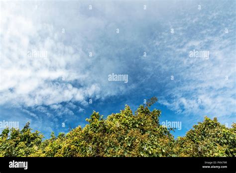 Blue Sky With Clouds And Trees Stock Photo Alamy