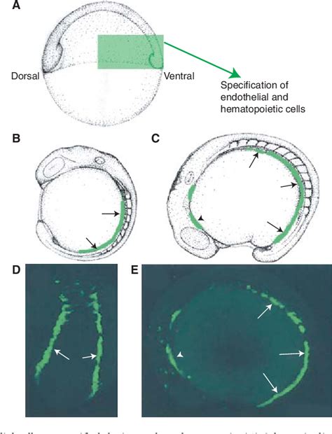 Figure 1 From Vascular Development In The Zebrafish Semantic Scholar