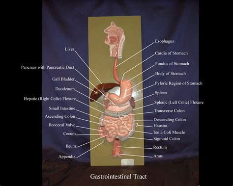 Esophagus Model Labeled