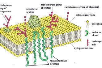 Plasma Membrane Cell Function Pic Biological Science Picture Directory Pulpbits Net