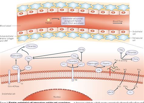 Angiogenesis Inhibition Semantic Scholar