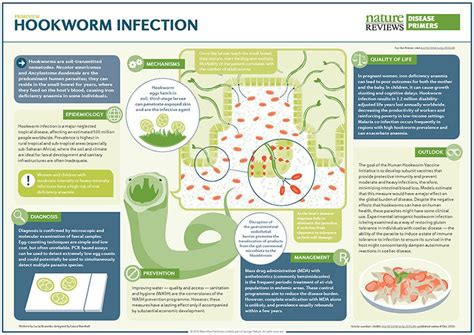 Gws Jeffrey M Bethony Ph D And David Diemert M D Publish Review On Hookworm Infection In