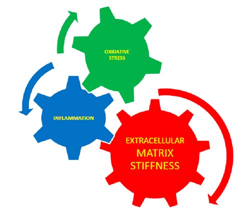 Interaction Between Extracellular Matrix Stiffness Inflammation And Download Scientific