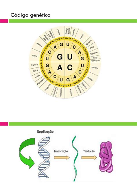 Codigo Genetico Pdf Código Genético Genética