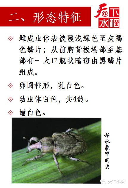稻亦有道稻水象甲的发生与防治 稻亦有道 新农资360网 土壤改良 果树种植 蔬菜种植 种植示范田 品牌展播 农资微专栏