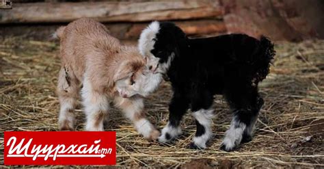 Улсын хэмжээнд 5 3 сая төл мал бойжиж байна