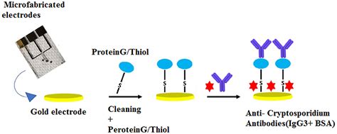 Frontiers Toward Waterborne Protozoa Detection Using Sensing Technologies