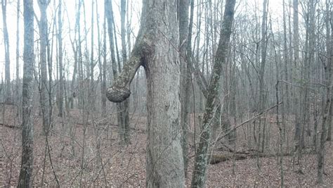 Pictures Of Trees That Appear Phallic In Nature