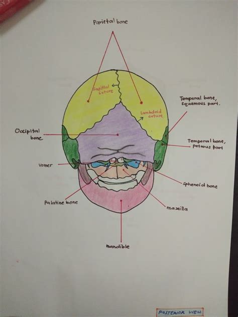 Skullandcranium Skull Anatomy Cranium