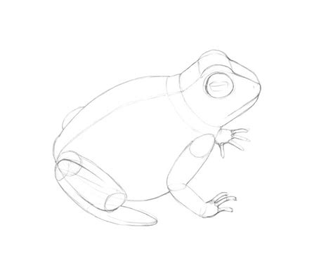 How To Draw A Frog With Graphitint Pencils