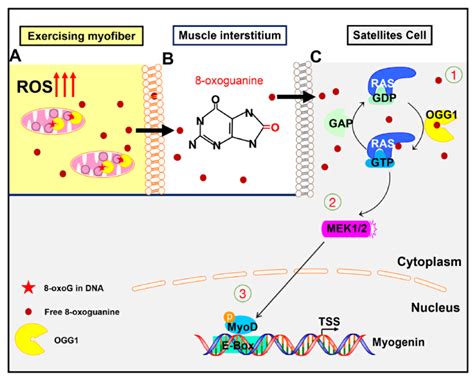 Redox Biology DNA修复代谢产物可以治疗骨骼肌损伤 生物科技 健康一线资讯