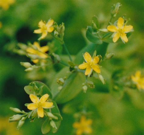 Hypericum Mutilum Dwarf St Johnswort At Toadshade Wildflower Farm