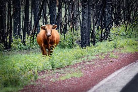 Around 150 Aggressive Cows To Be Shot Dead By Helicopters And Left To