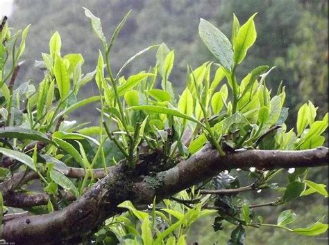 茶树上长的茶包图片 茶树茶包图片 茶树上的茶包 第4页 大山谷图库