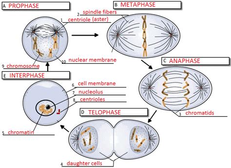 Cell Cycle Labeling Diagram Cell Cycle