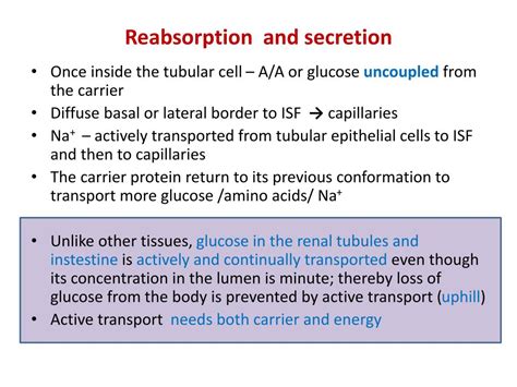Ppt Urinary System L 2 3 Tubular Reabsorption And Secretion Powerpoint Presentation Id 1929732