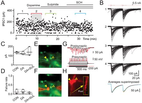 Biophysical Properties And Dopamine Modulation Of Large Amplitude Download Scientific Diagram
