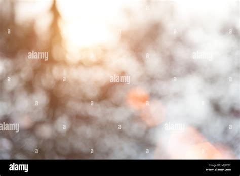 Blurred Tree In Forest With Sunlight Fresh Natural Abstract Background Stock Photo Alamy