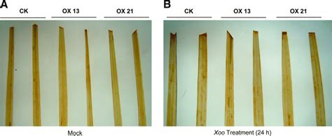 Detection Of H O In Leaves By DAB A Detection Of H O In Leaves Download Scientific Diagram