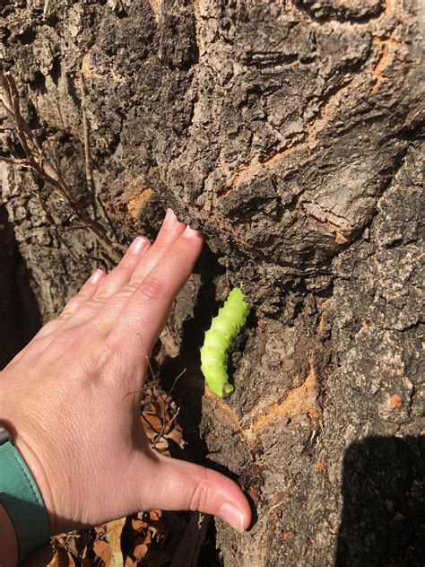 This Unit We Found Hand For Scale R Absoluteunits