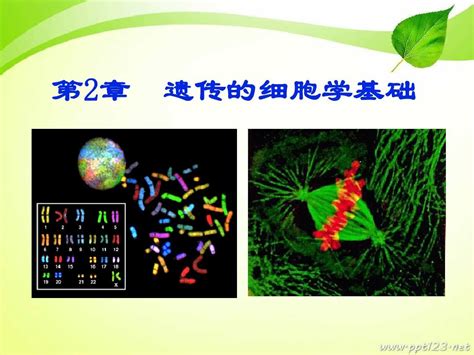 2 遗传的细胞学基础 Word文档在线阅读与下载 无忧文档