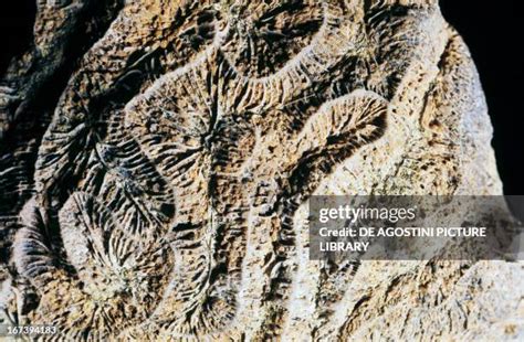 Oligocene Epoch Photos And Premium High Res Pictures Getty Images