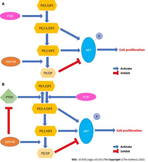 Role Of Inositol Polyphosphate 4 Phosphatase Type Ii In Oncogenesis Of Digestive System Tumors