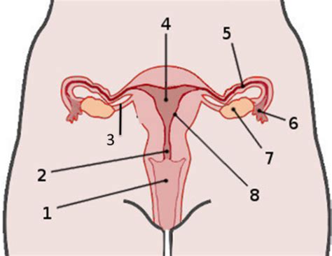Edexcel Igcse Biology Human Reproductive System Flashcards Quizlet