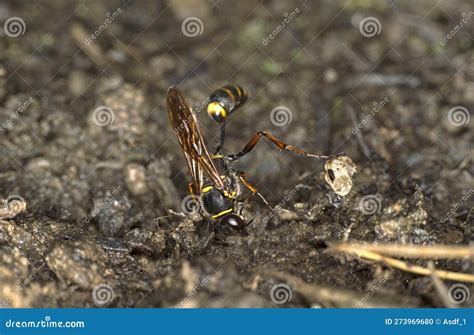 Sceliphron Curvatum Mud Dauber Invasive Wasp Is Make Mud Ball For Nest
