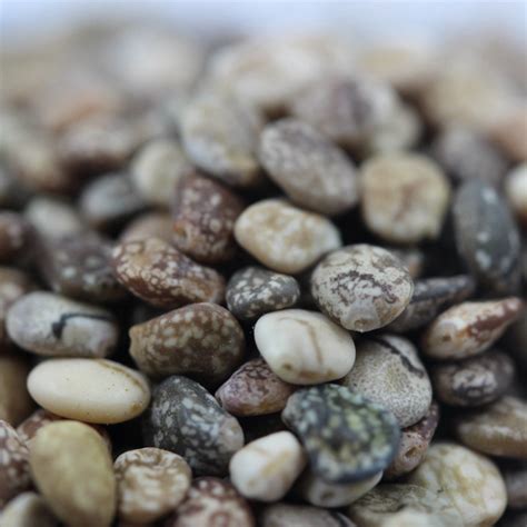 羽扇豆种子如何播种 羽扇豆种子哪里有卖 花圃日记 长景园林网