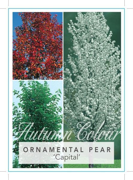 Pyrus Capital Ornamental Pear Tuin