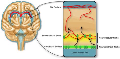 Neurogenic Niches In The Developing Brain Dividing Cells In The Download Scientific Diagram