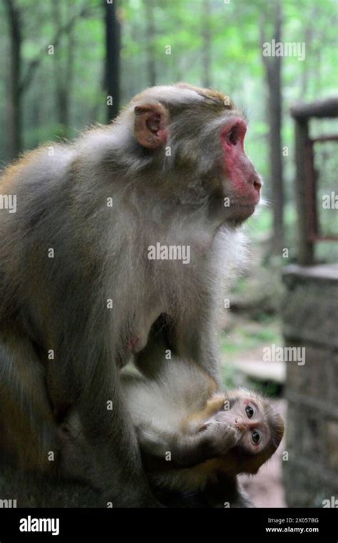 A Mother And Infant Macaque Monkeys Rest Together In Zhangjiajie