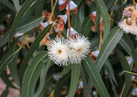 Cajeput Der „milde Eukalyptus“ Und Sein ätherisches Öl