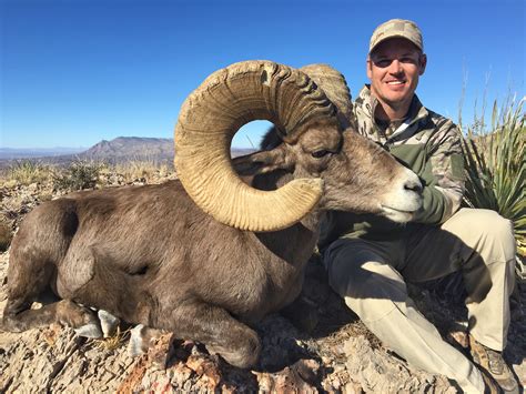 New Mexico Bighorn Sheep — South Peak Guide Service