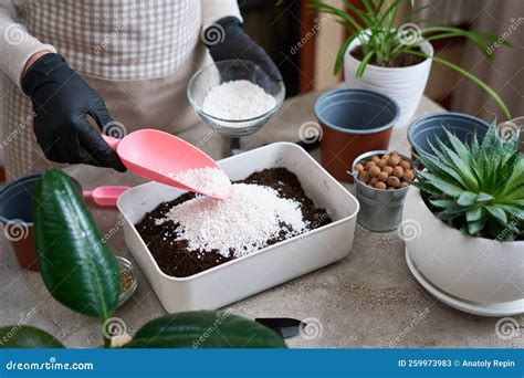 Preparation Of Soil Substrate For Planting Houseplant Into A Pot Stock