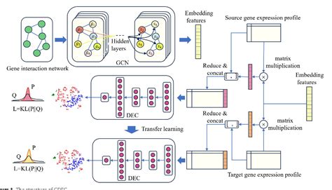 Figure 1 From Transfer Learning For Clustering Single Cell Rna Seq Data Crossing Species And