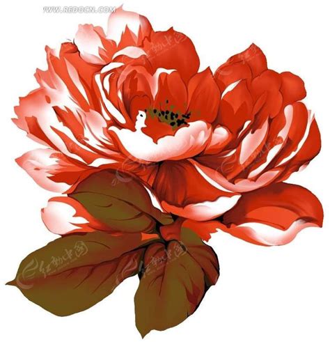 牡丹花手绘PSD素材免费下载 红动网