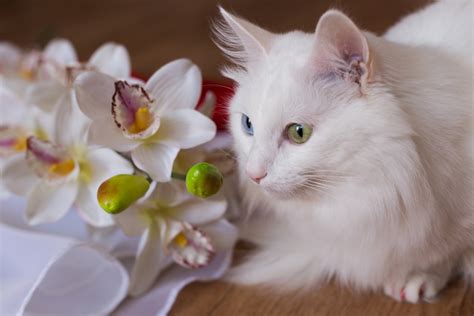 Турецкая ангора или ангорская кошка фото описание породы характер здоровье уход и содержание