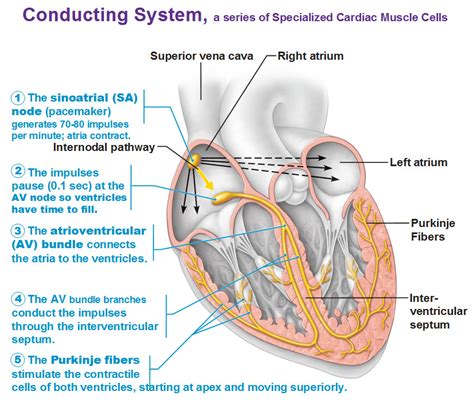Sinoatrial Node
