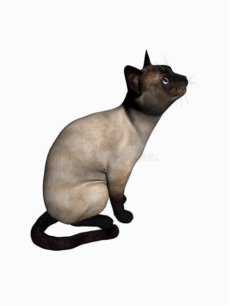 3d Siamese Stock Illustrations 412 3d Siamese Stock Illustrations