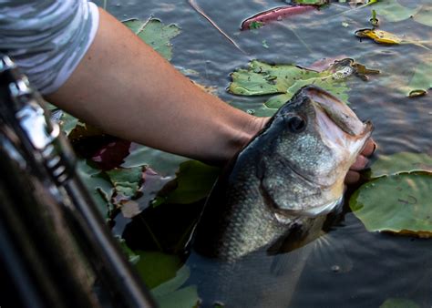 Lake Kissimmee Bass Fishing Patterns Hotspots And Proven Tactics Fishusa