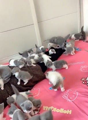 Woman Lays On A Bed Covered With Dozens Of Fluffy Kittens As They Climb All Over Her Daily