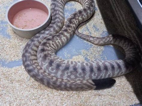 Black Headed Python Jenbert Pythons