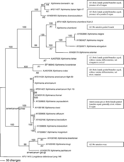 The 10001st Bayesian Tree Inferred From Its1 Under Gtrig Model Download Scientific Diagram