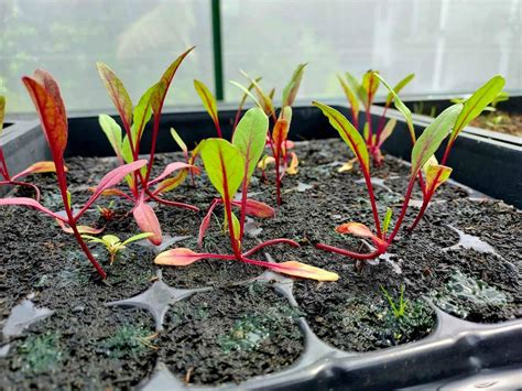 එලවලු පැල වගා මලු බදුන් මිශ්‍රණය කොම්පෝස්ටි ඇතුලු සියලු කාබනික පොහොර වර්ග Plants Seeds