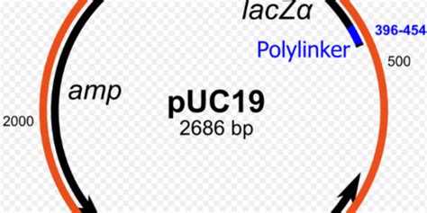 Puc Vector Full Form What Is The Full Form Of Puc Vector