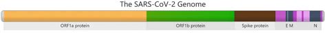 Genomic Surveillance Of Sars Cov 2 Comparison Between Whole Genome
