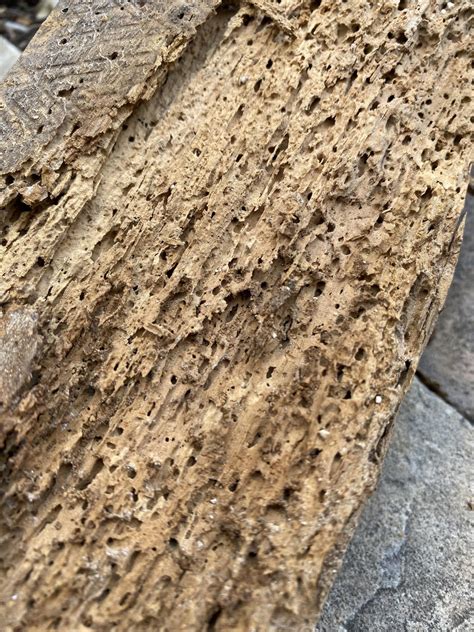 Colorado Damage Question Rtermites