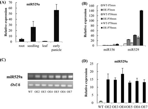 the expression patterns of mir529a and mir156 in rice a the expression